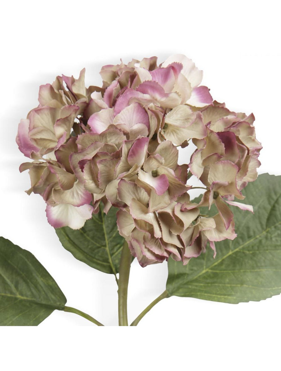 hydrangea branch-Hydrangea-IAAH